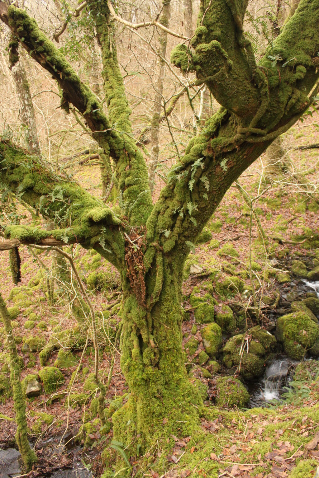 About Eryri - Snowdonia Society