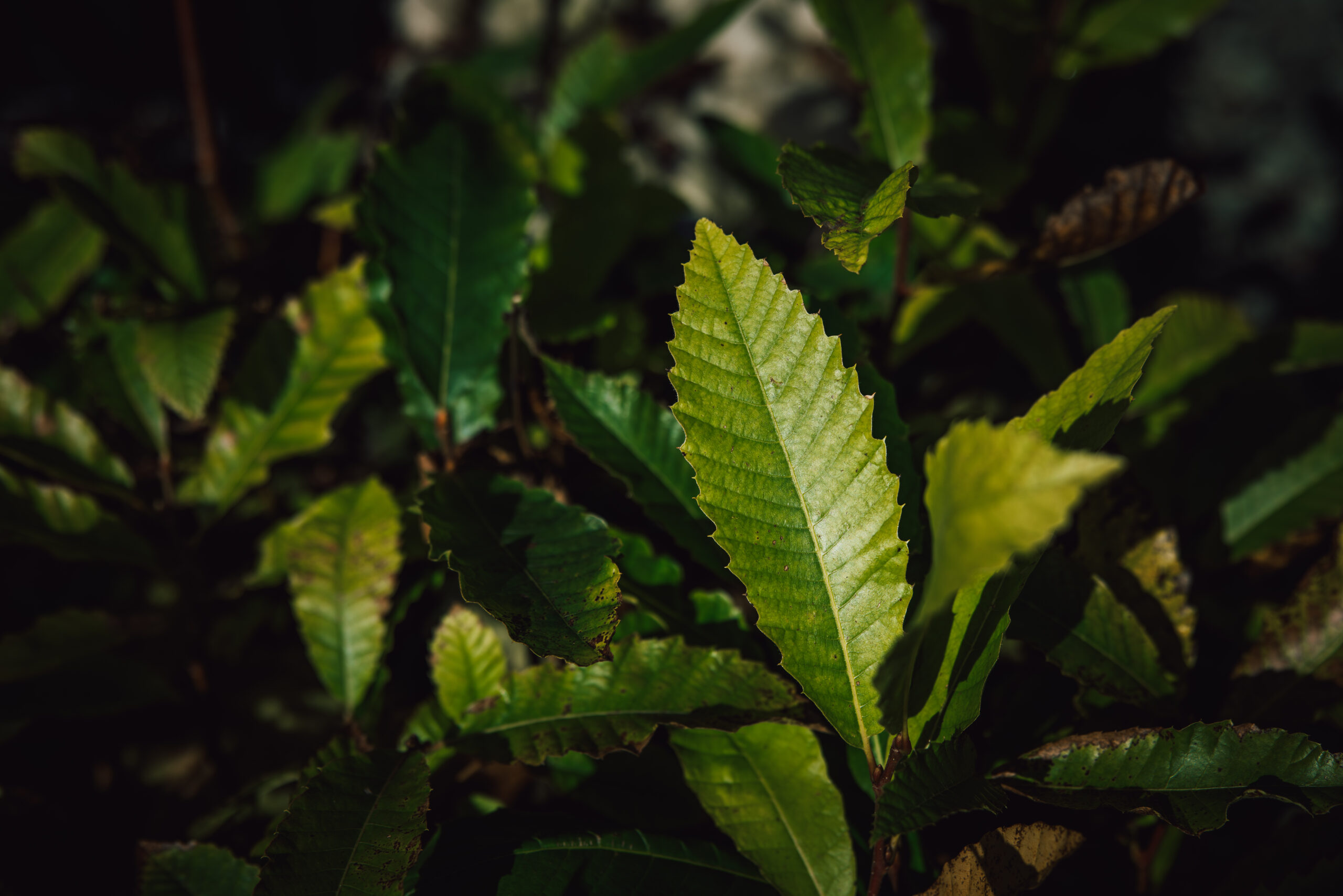 Jobs / Careers - Snowdonia Society